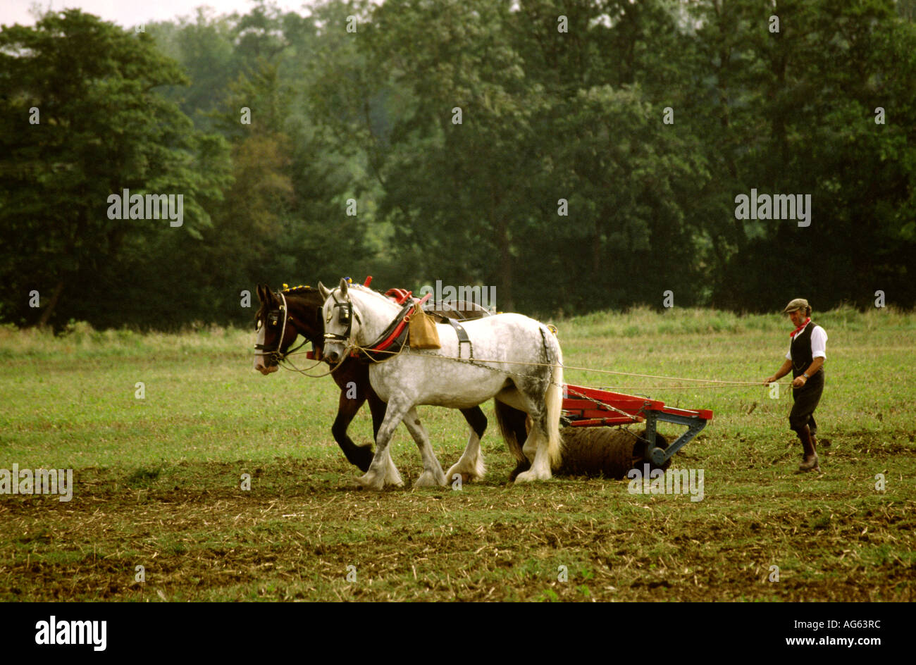 Cambridgeshire Wimpole Hall Heavy Horse Show harrowing with shire horse ...