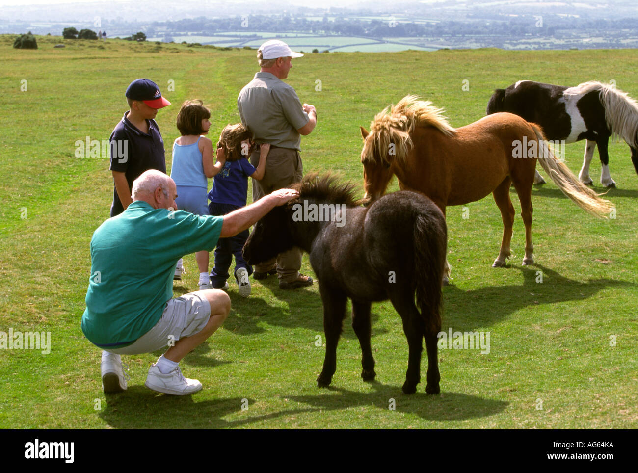 Devon Dartmoor Barn Hill people touching Dartmoor Ponies Stock Photo ...