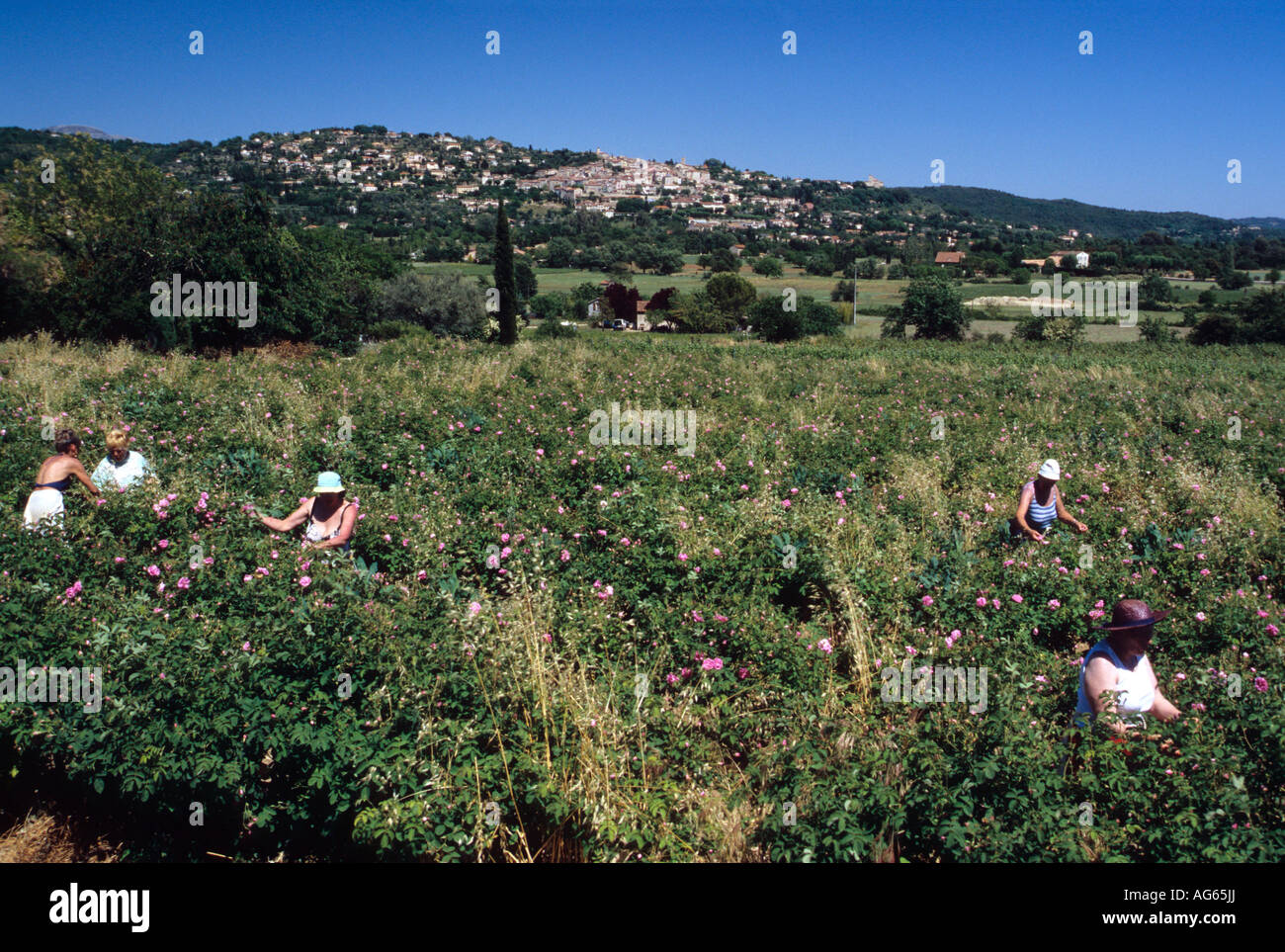 Var 83 Provence PACA France Stock Photo - Alamy