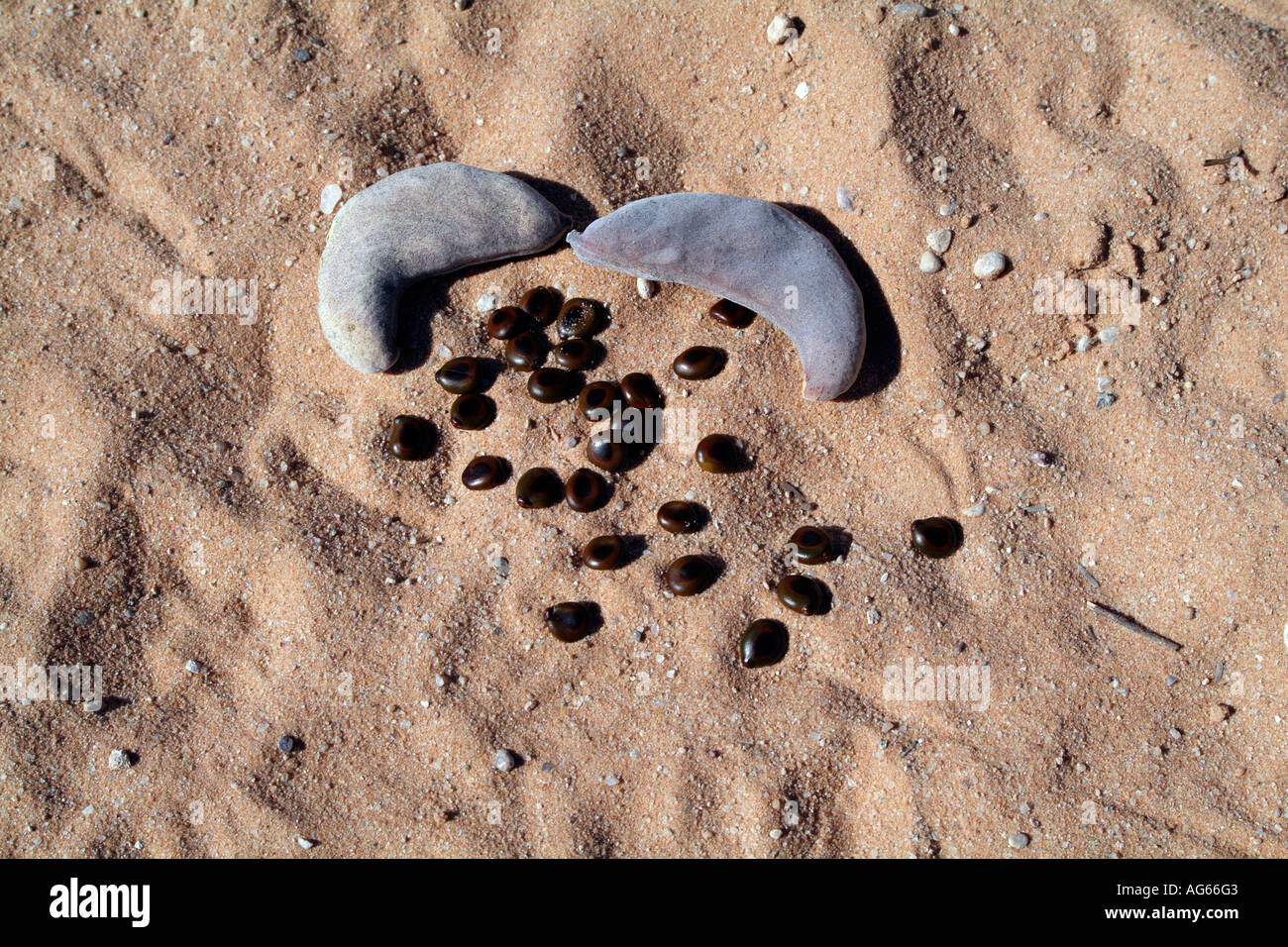 Camelthorn seeds High Resolution Stock Photography and Images - Alamy