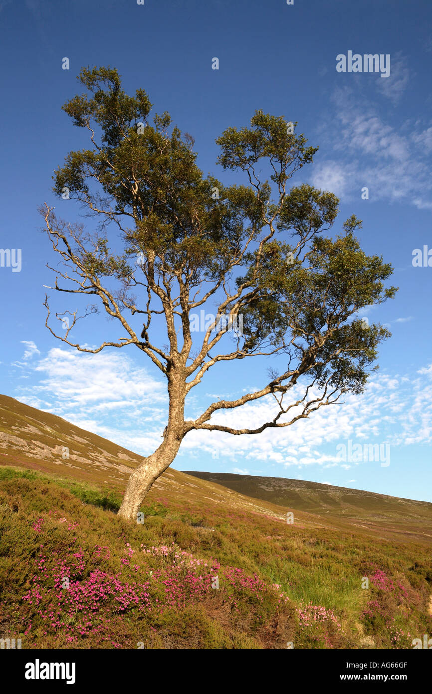 Centurion tree hi-res stock photography and images - Alamy