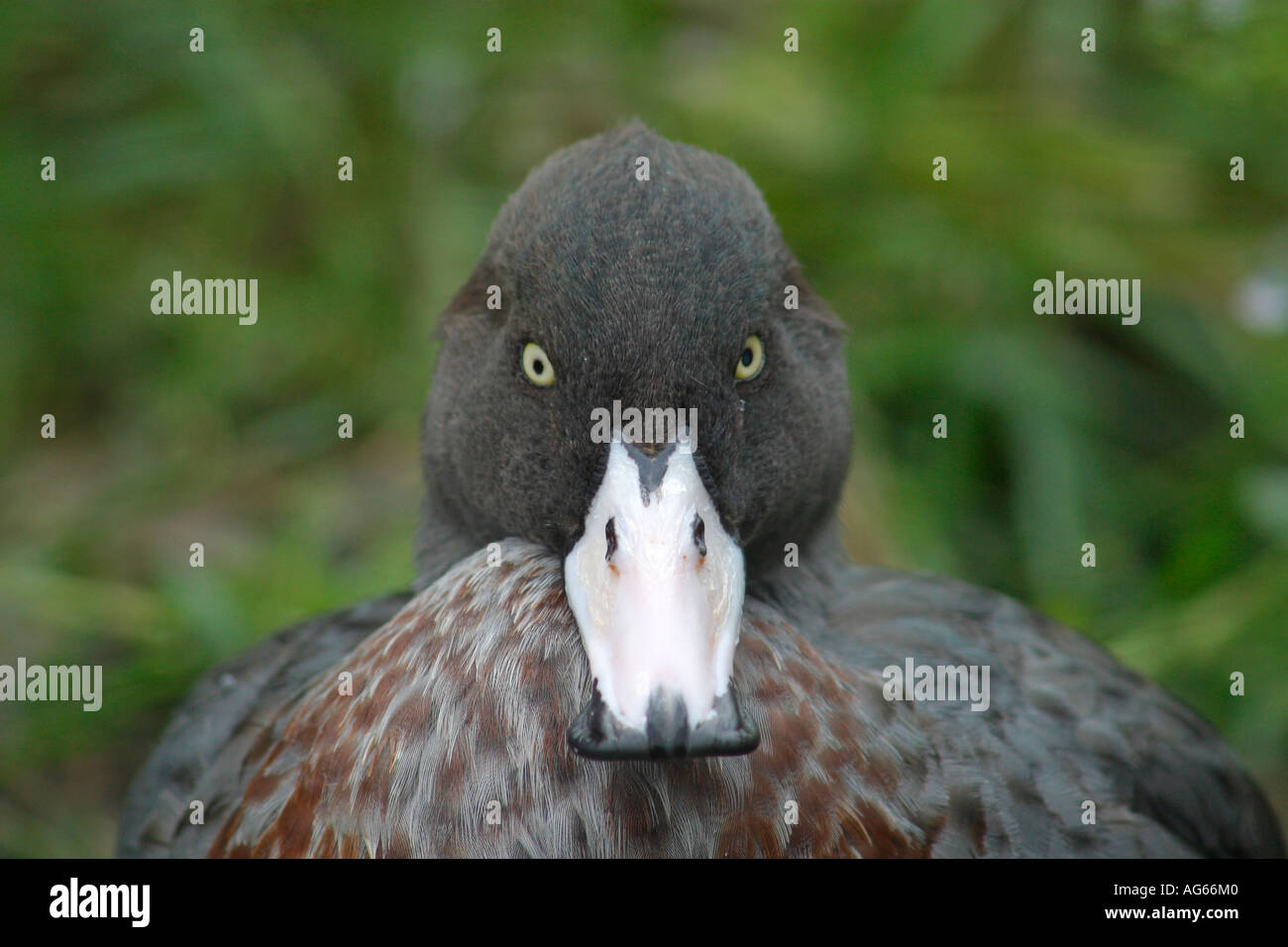 A single adult New Zealand Blue Duck (Hymenolaimus malacorhynchos ...