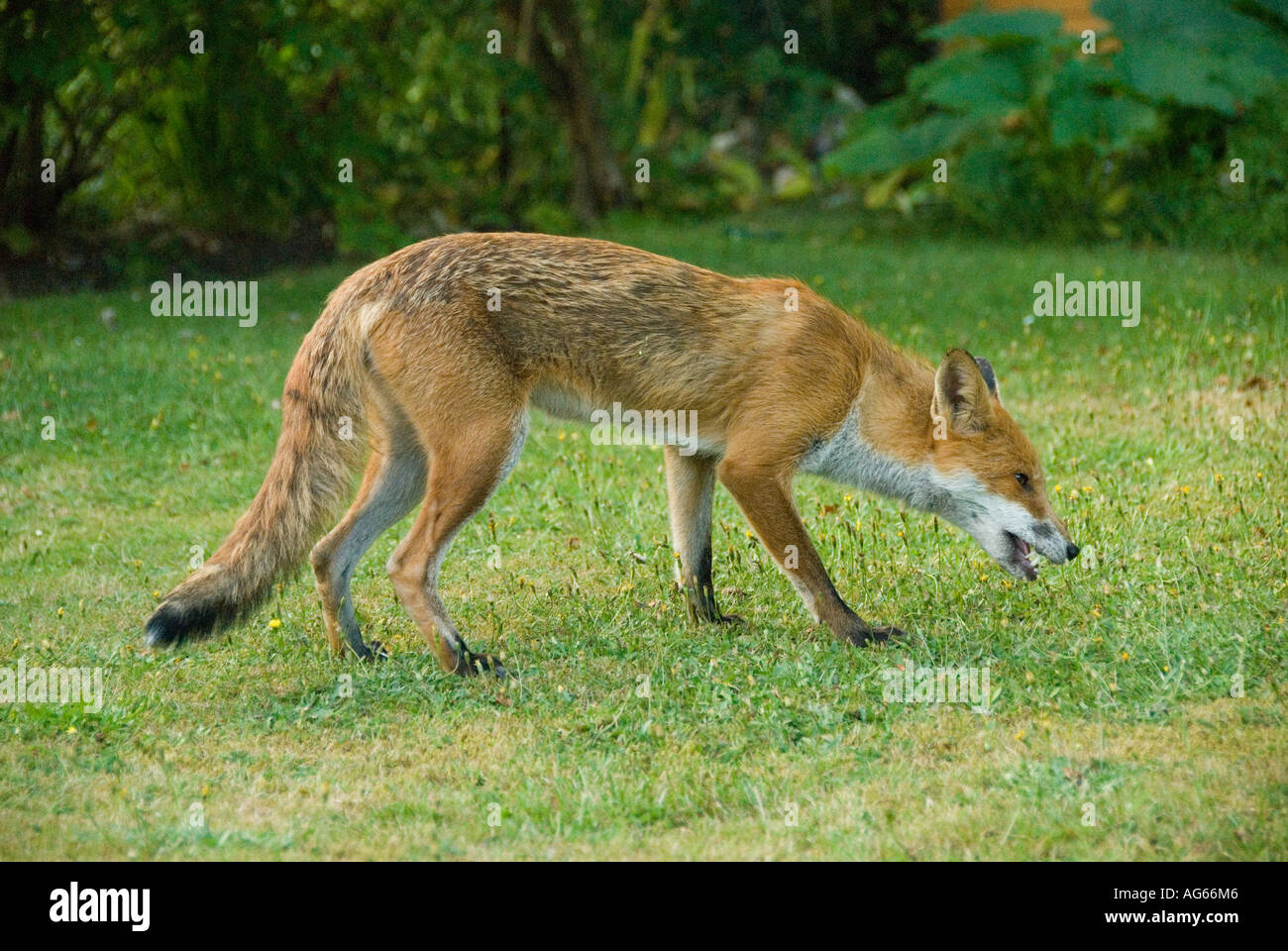 Fox baring Teeth Stock Photo - Alamy