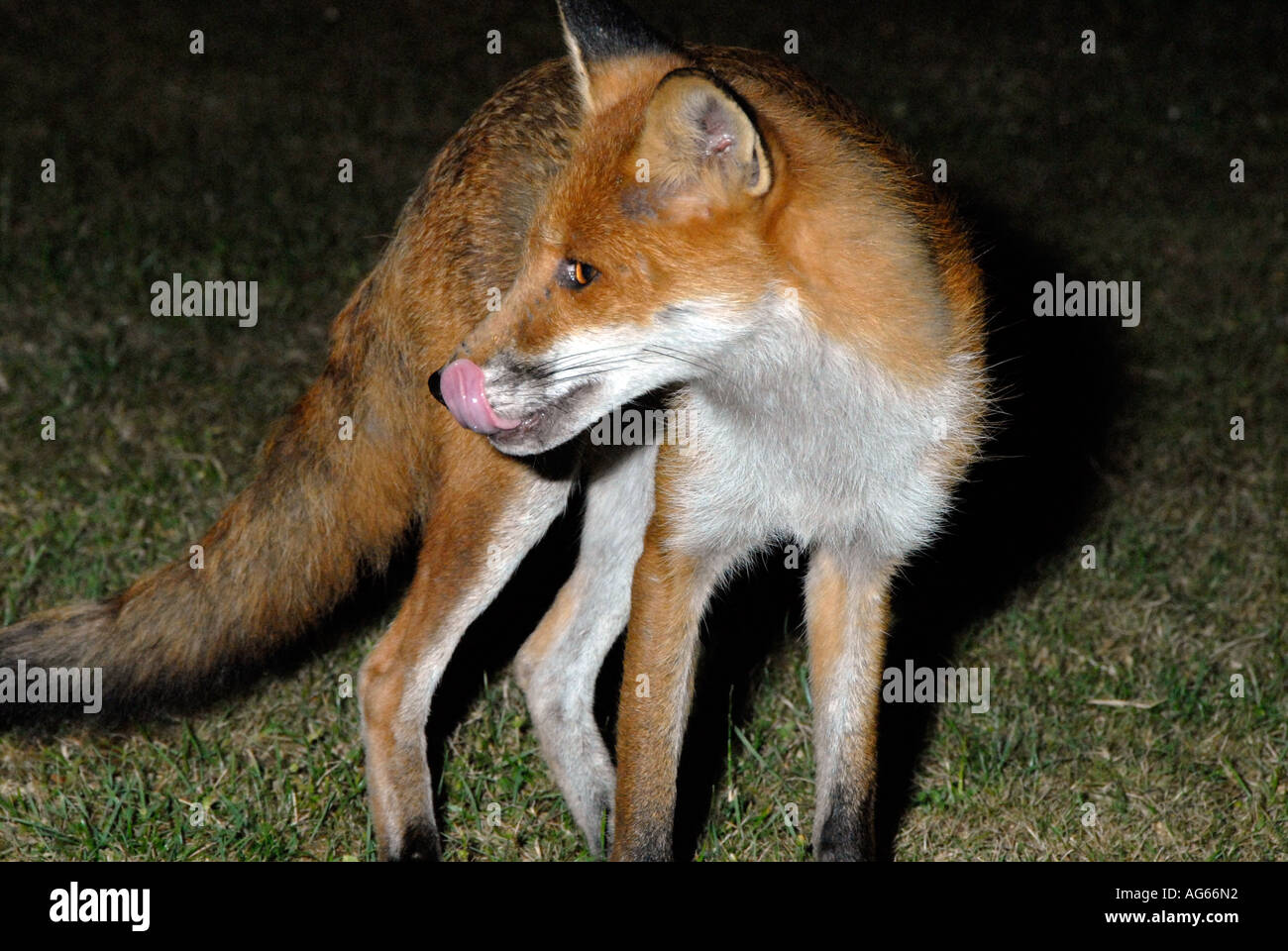 Fox at Night Stock Photo - Alamy