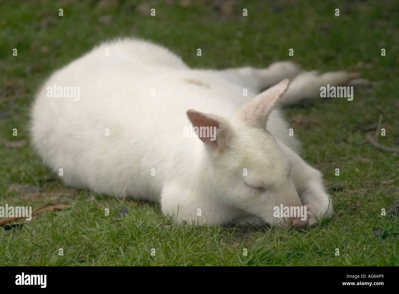 Young Albino Wallaby (Macropus rufogriseus) sleeping Stock Photo - Alamy