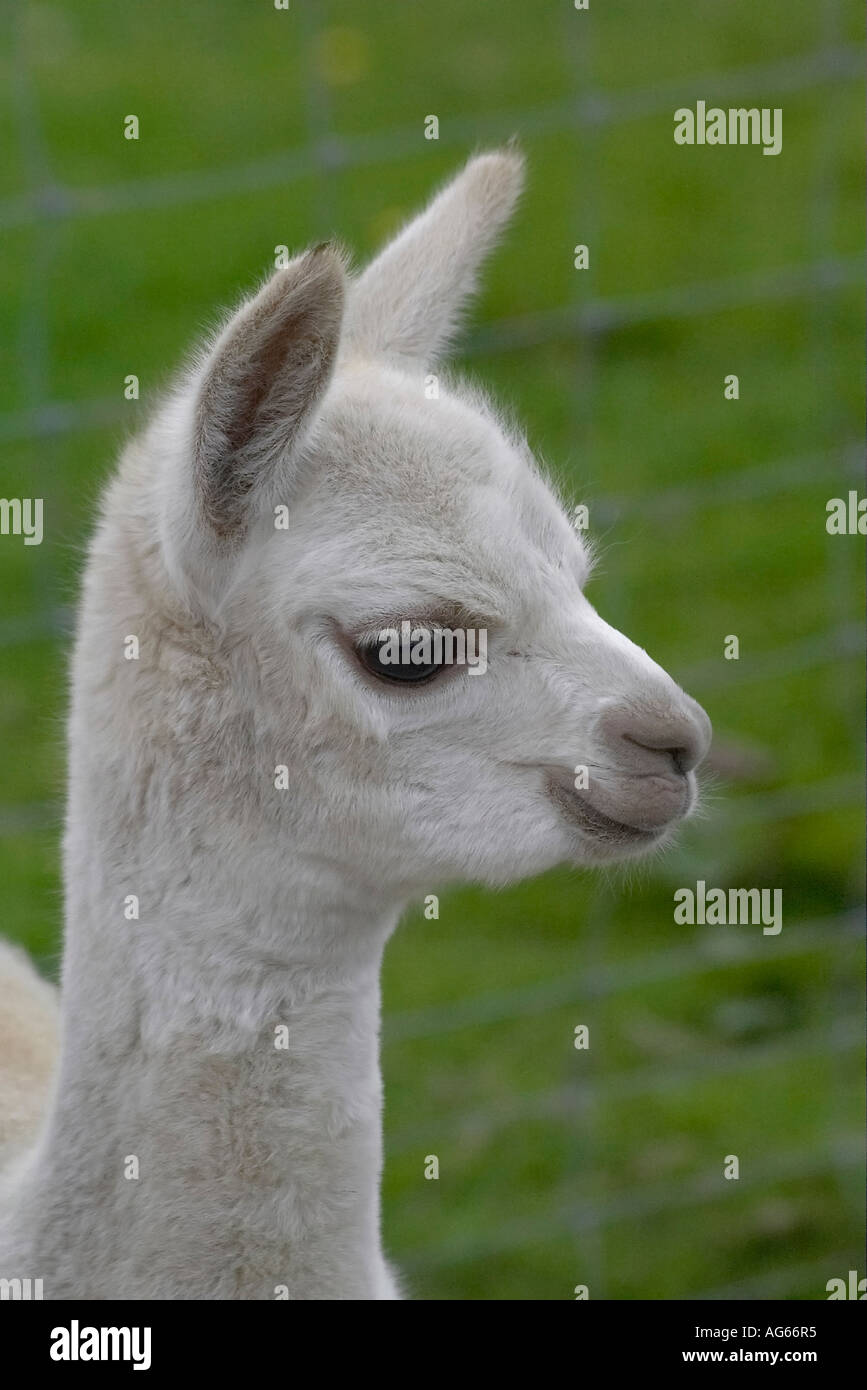 Young alpaca (Vicugna pacos) face in profile Stock Photo - Alamy