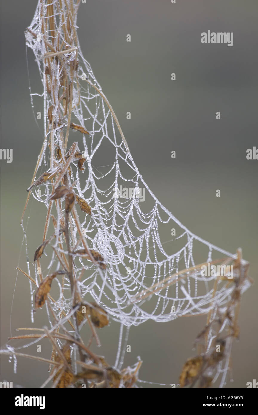 Spiders web frost garden hi-res stock photography and images - Alamy