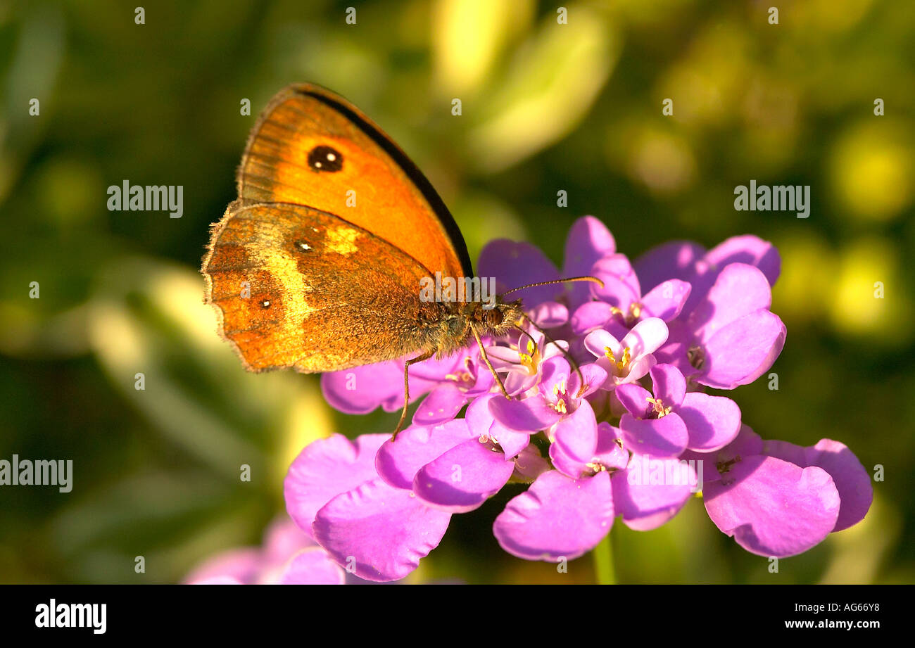 Male Gatekeeper butterfly (Pyronia tithonus) feeding on Candytuft ...