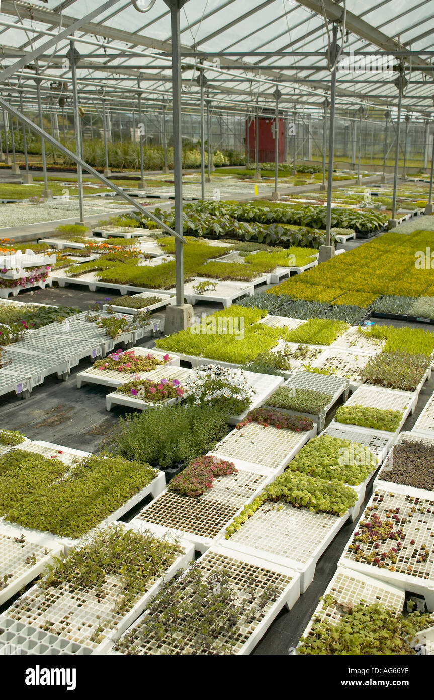 Plug plants uk hi-res stock photography and images - Alamy