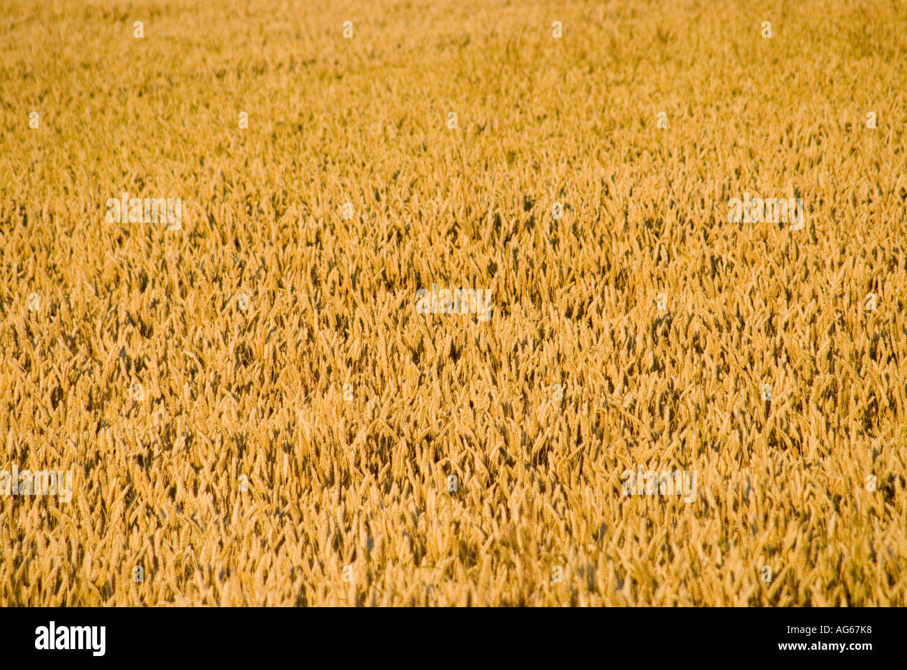 Hectare of wheat hi-res stock photography and images - Alamy