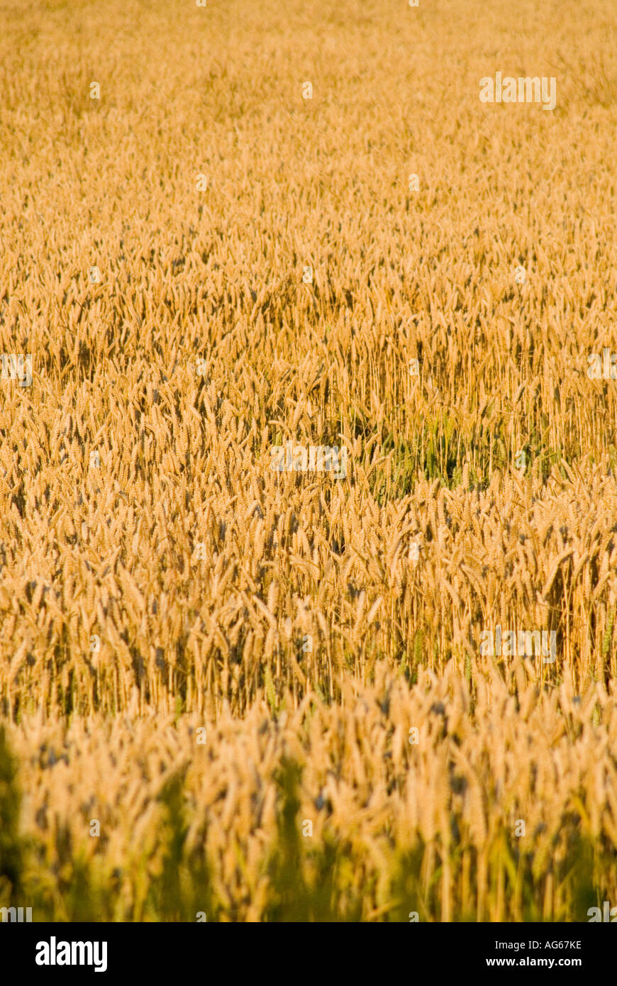 Field of Wheat, Portrait Stock Photo - Alamy