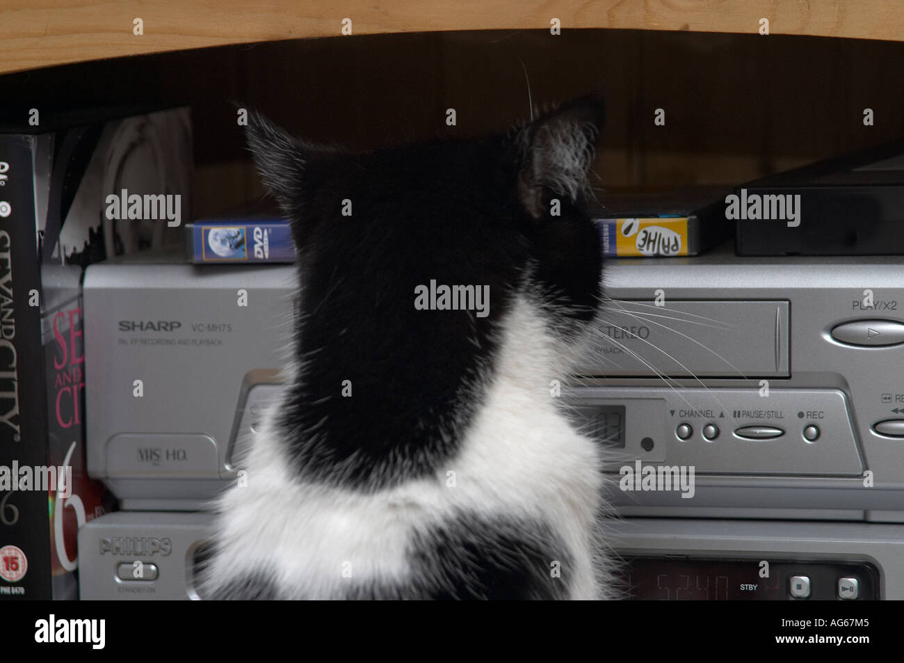 Brainy cat hi-res stock photography and images - Alamy