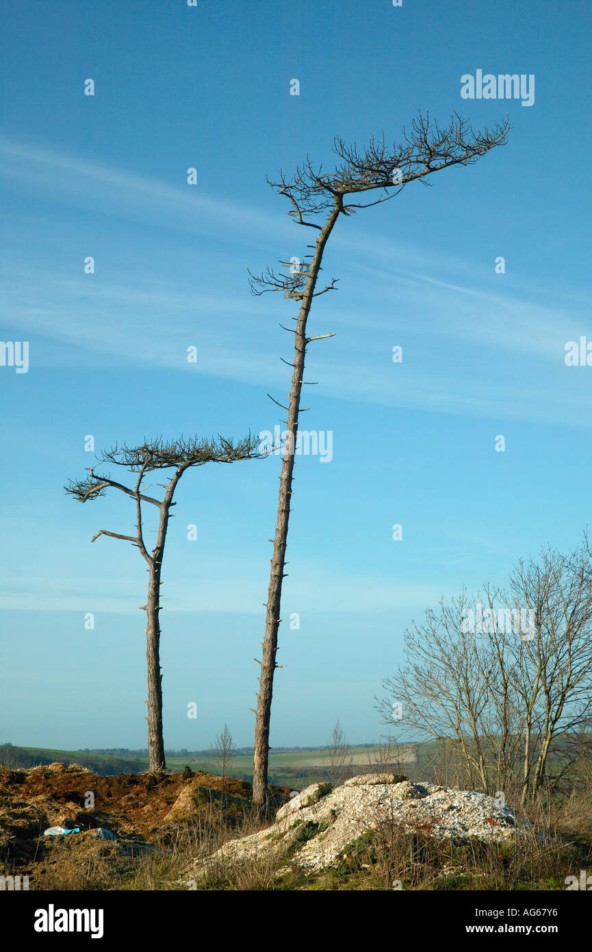 Two tall skinny trees on the South Downs at Chanctonbury Ring, West ...