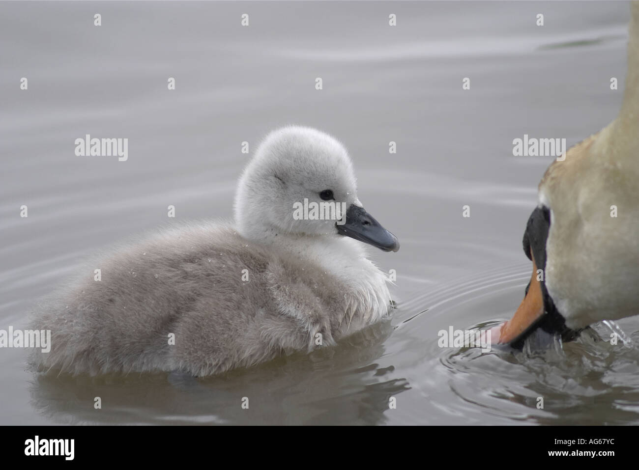 Cygnet face hi-res stock photography and images - Alamy