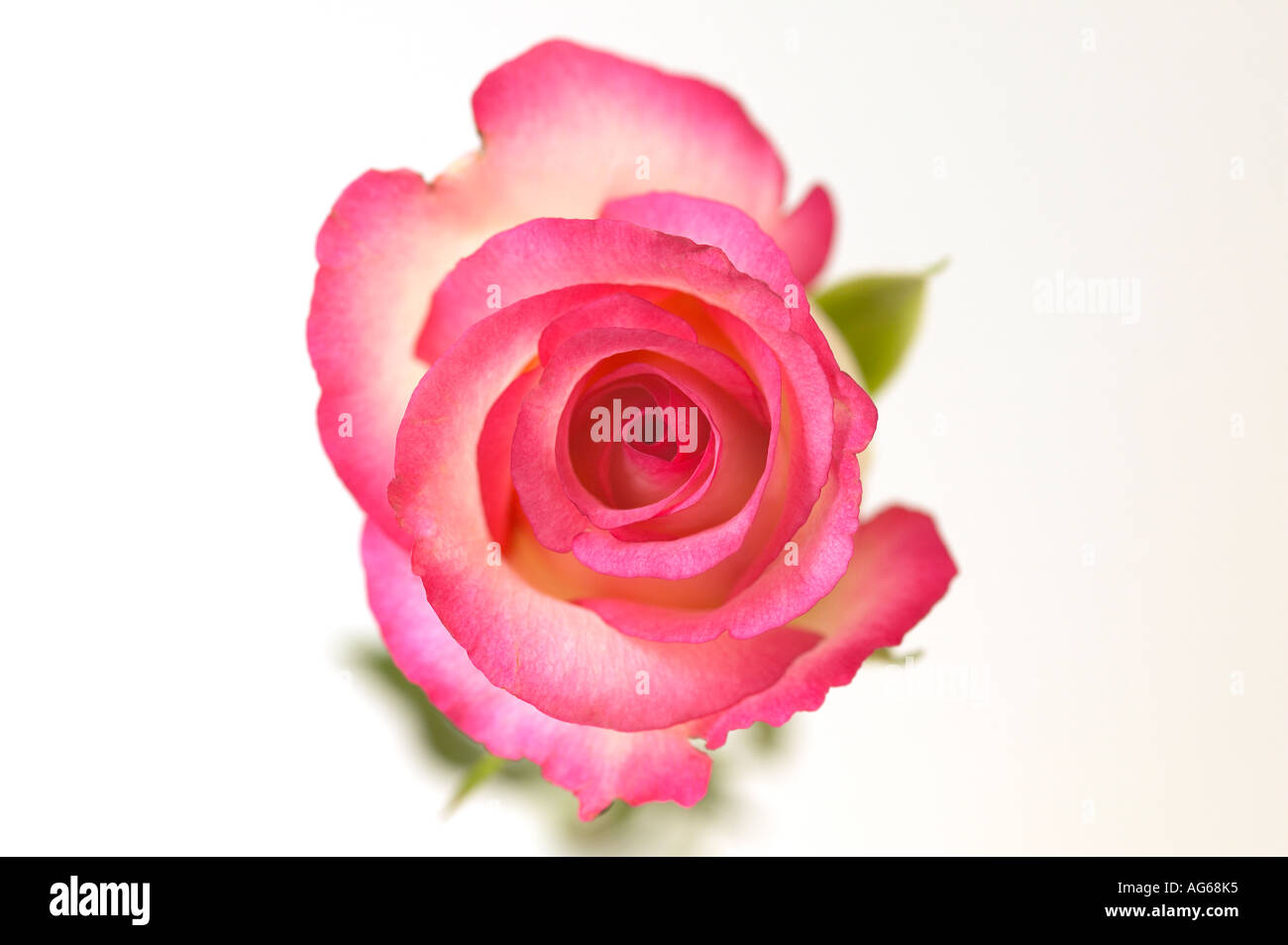Pink rosebud viewed from above on white background Stock Photo - Alamy