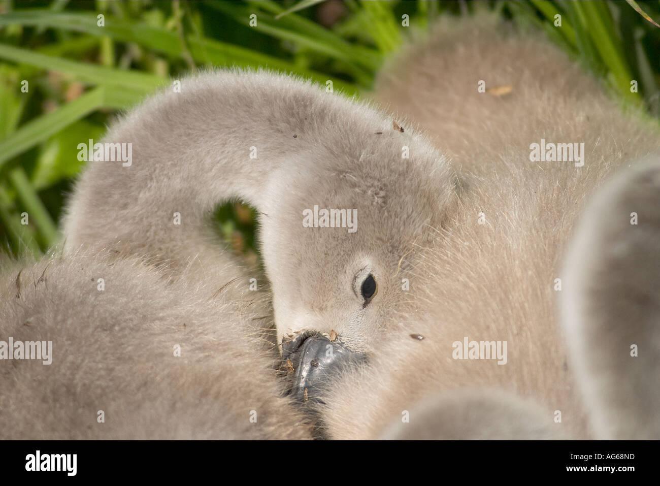 Curled up sleeping swan hi-res stock photography and images - Alamy