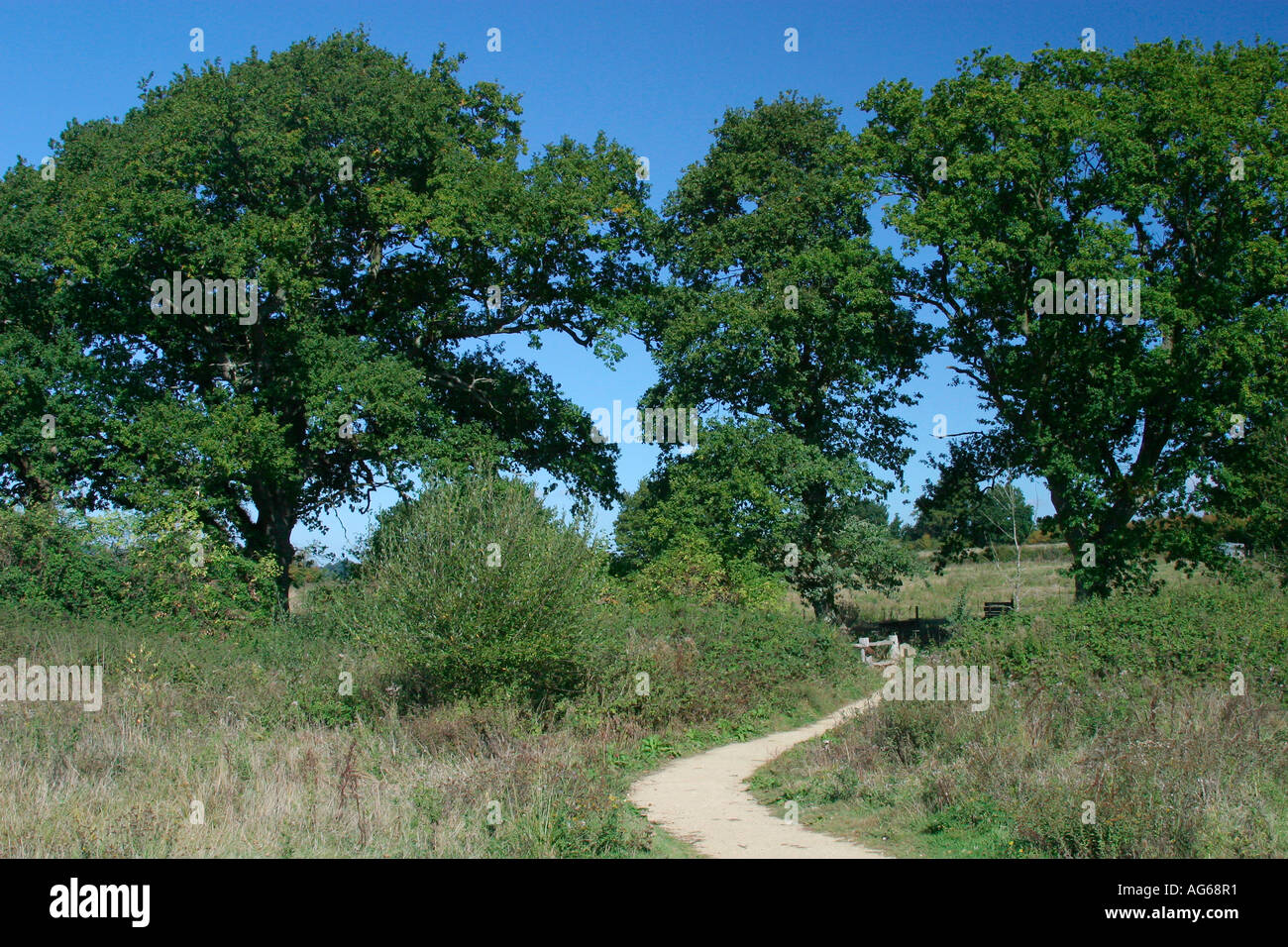 Winding path through countryside on the South Downs, Sussex Stock Photo ...
