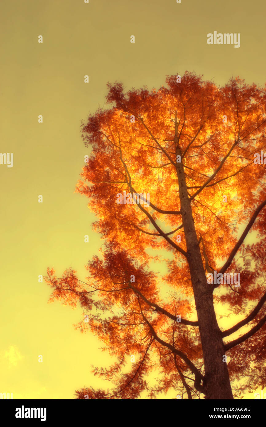 Golden leaves tree hi-res stock photography and images - Alamy