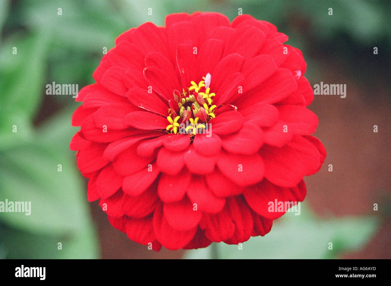 Beautiful Brazilian flower in Brasilia - Brazil Stock Photo - Alamy
