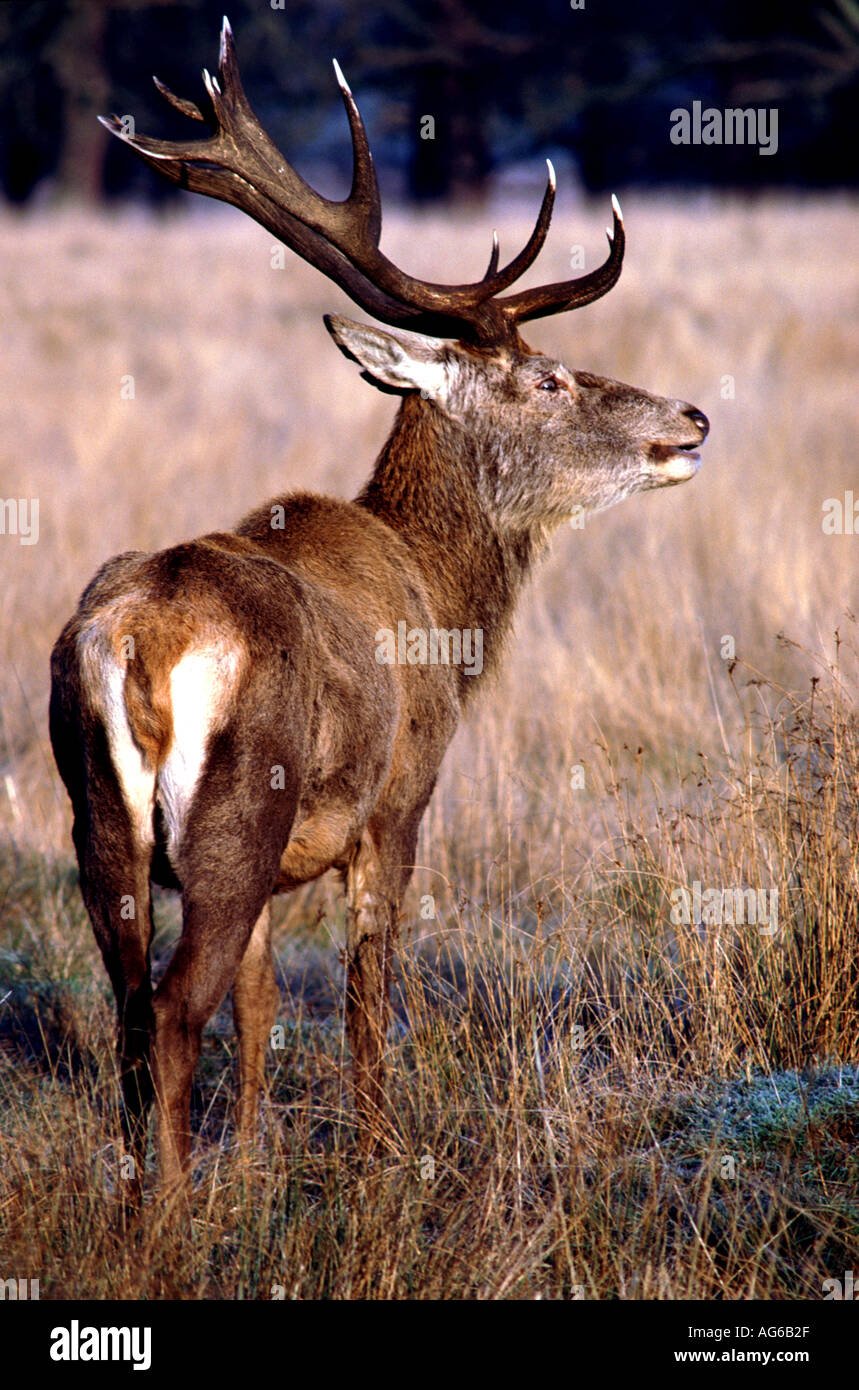 Mature Red Deer Richmond Park London United Kingdom Stock Photo - Alamy