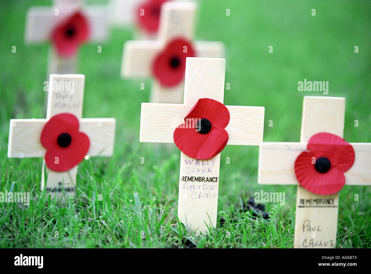 Remembrance day crosses Stock Photo - Alamy