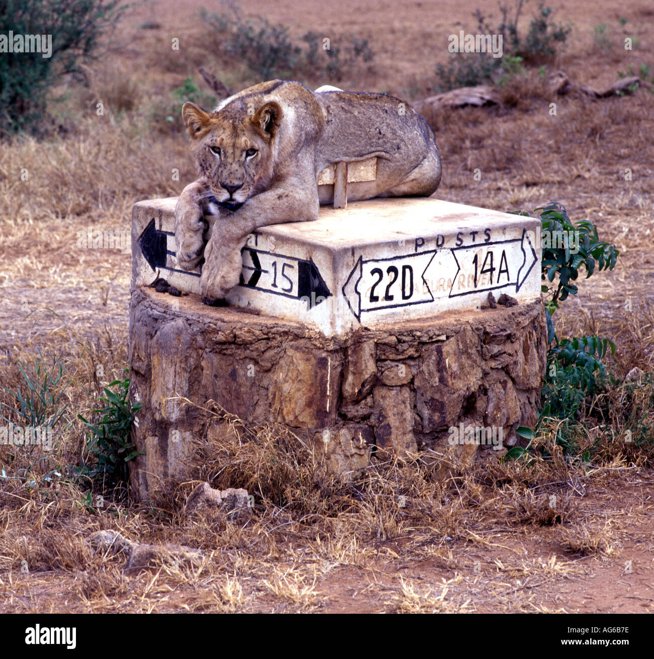 A lion on a sign in Kenya Africa Stock Photo - Alamy