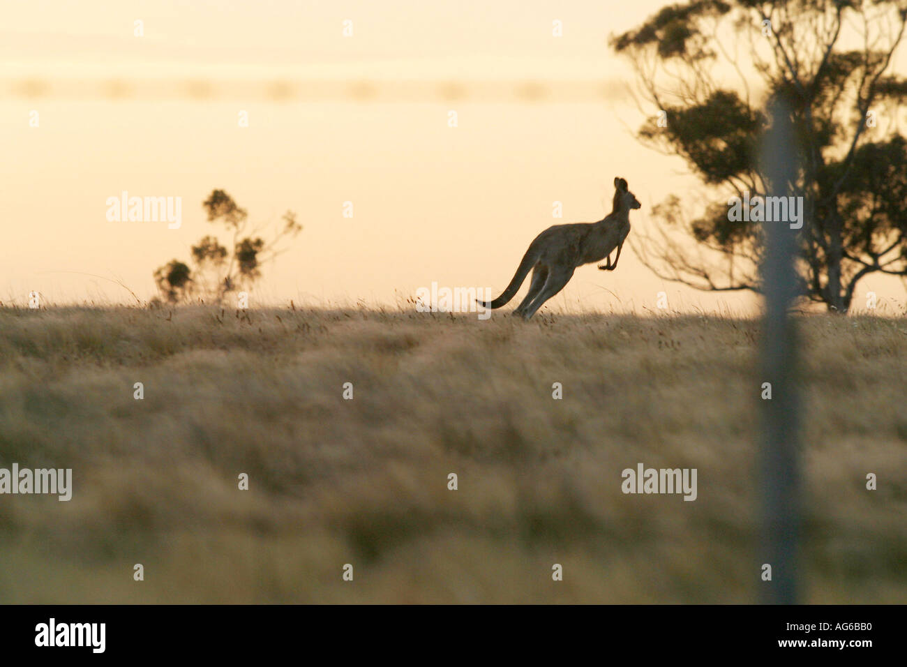 hopping Kangaroo in Australian landscape Stock Photo - Alamy