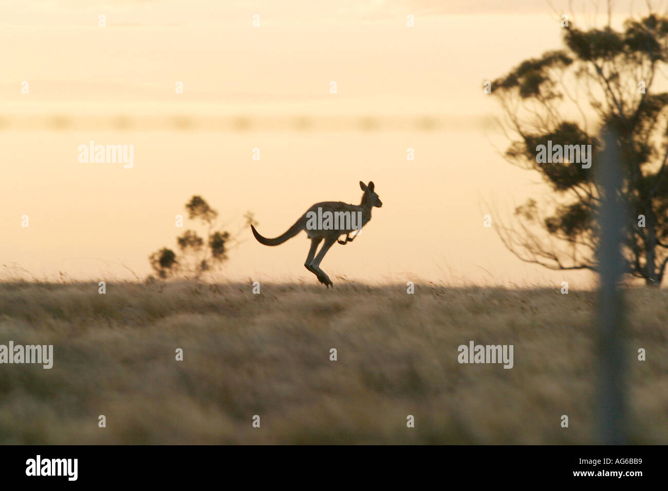 hopping Kangaroo in Australian landscape Stock Photo - Alamy