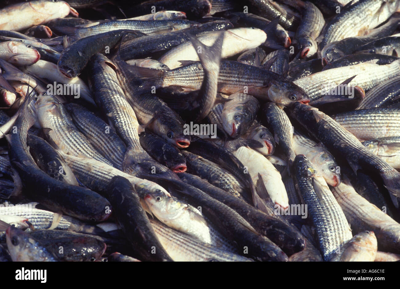Close up of a haul of fish in a trawler fishing in the English Channel ...