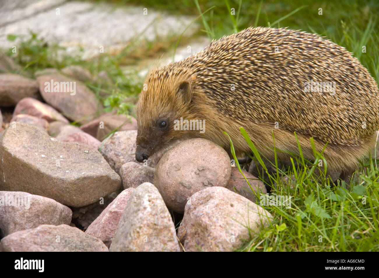Hedgehog in a garden Stock Photo - Alamy