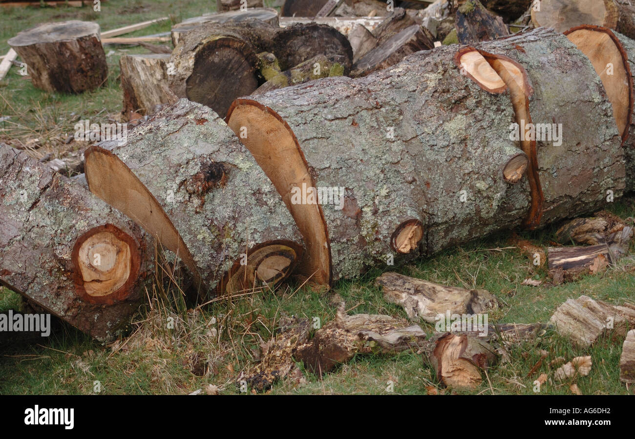 Cut Sycamore Acer pseudoplatanus trunk Near Beddgelert Snowdonia ...