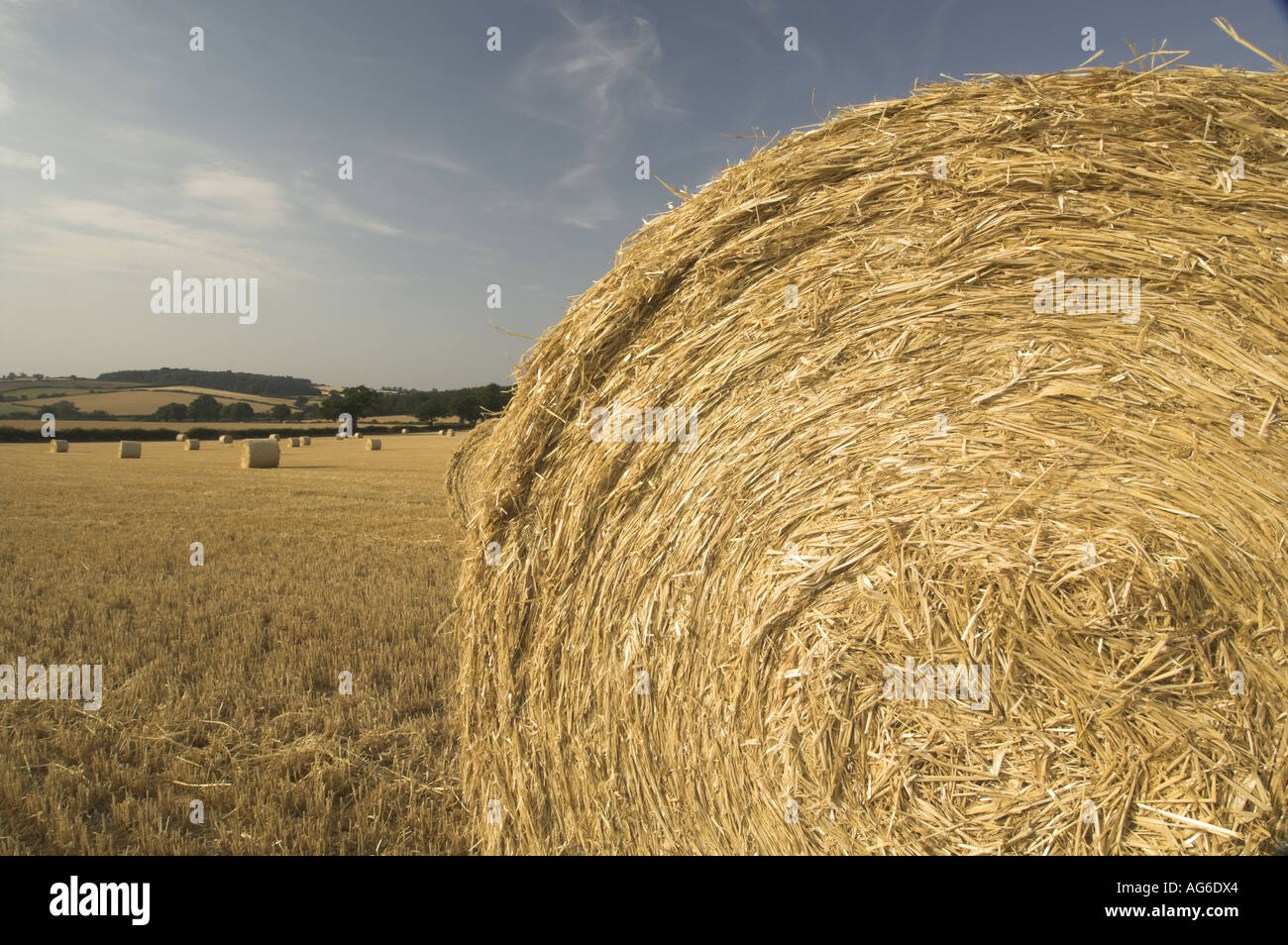 Abstract Harvest view on a summer evening with round bales and stubble ...