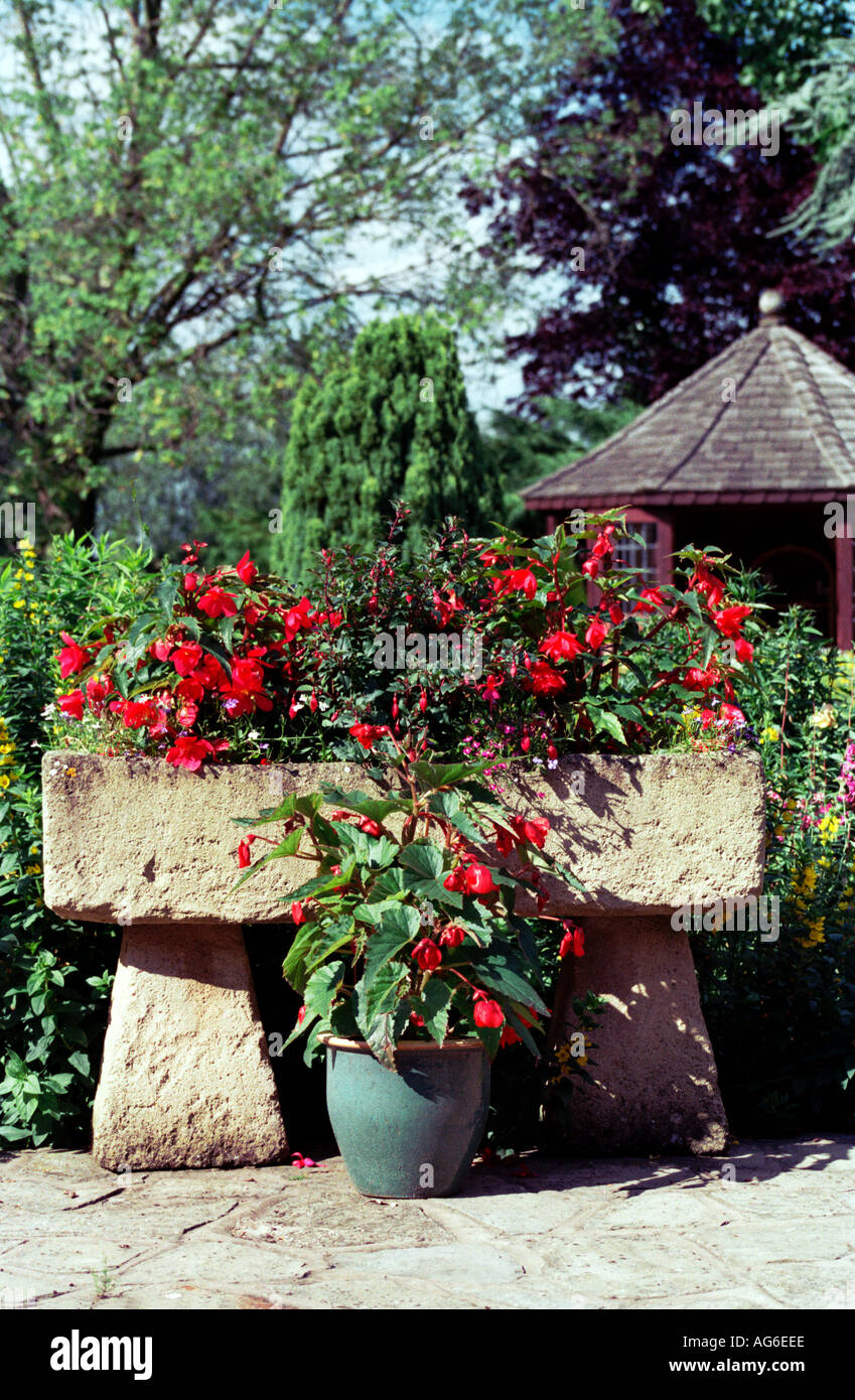 Red fuchsias in a stone trough Stock Photo - Alamy