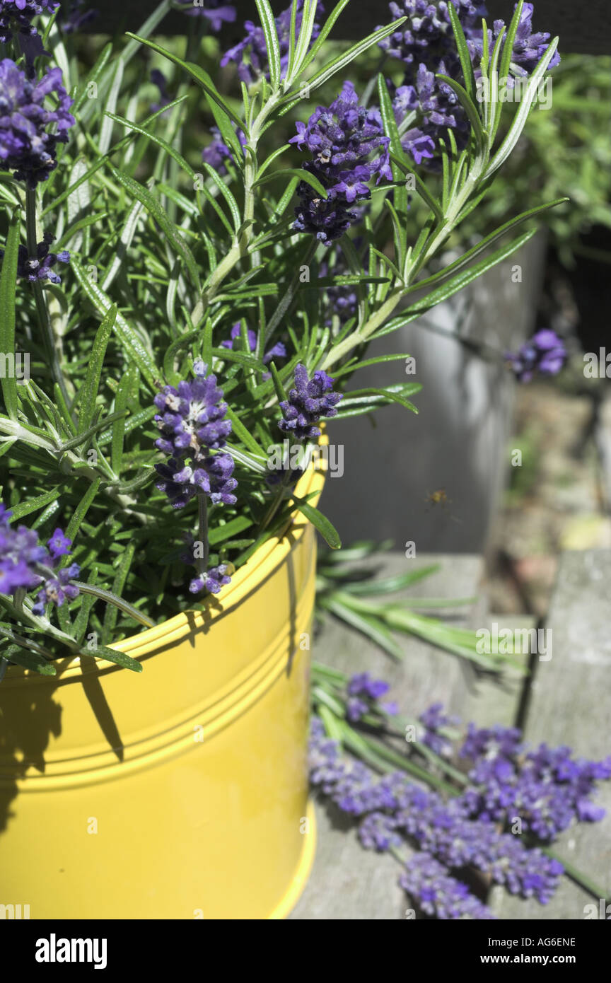 Lavender and yellow color hi-res stock photography and images - Alamy