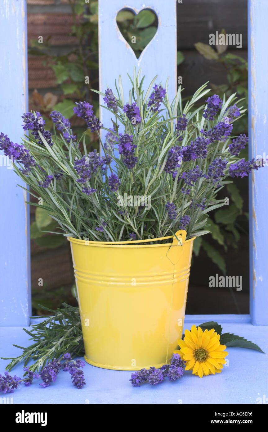 Abstract Shot of garden lavender and rosemary in yellow Bucket UK July ...