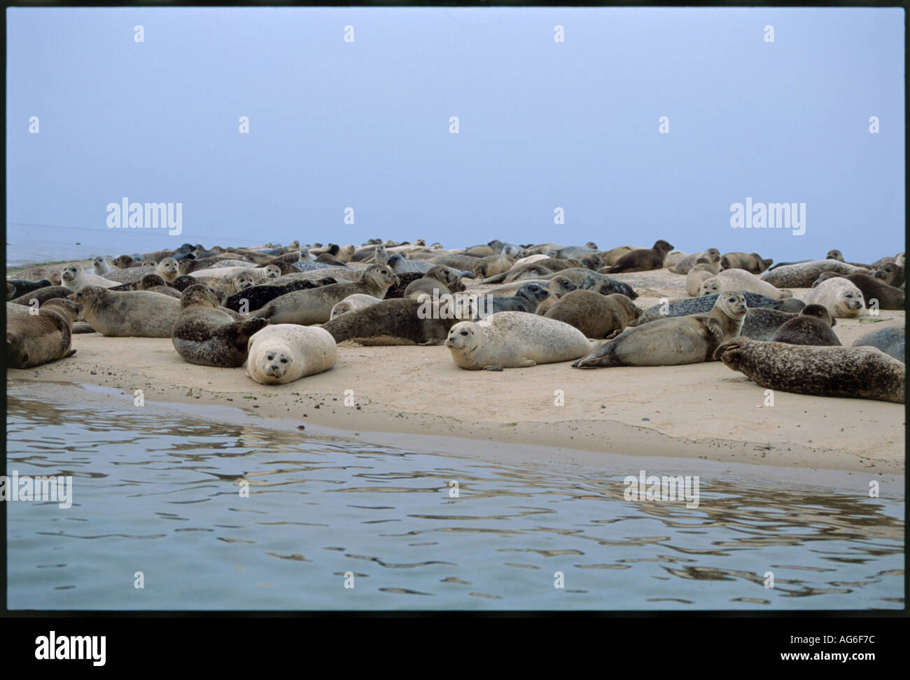 Common Seals at Blakeney Point Stock Photo - Alamy