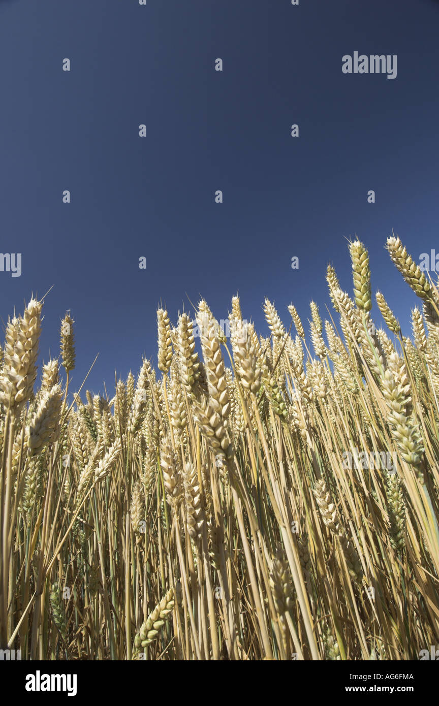 Abstract Shot of wheat ready for harvest Stock Photo - Alamy