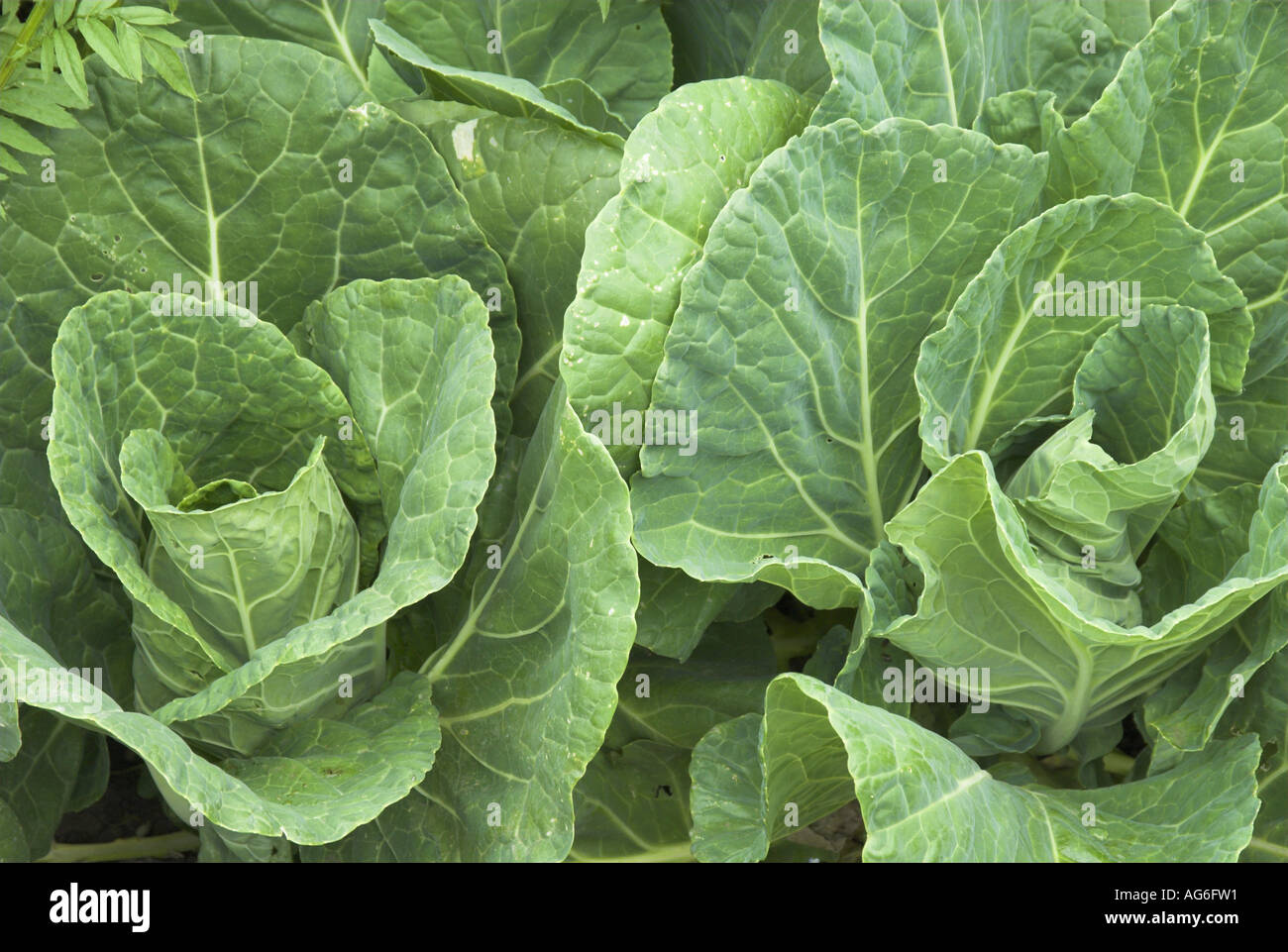 Mature summer cabbages in a small vegetable plot Norfolk UK June Stock ...