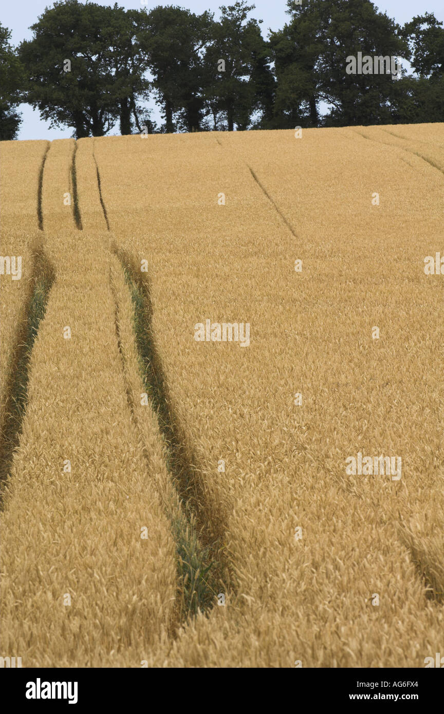 Tractor tramlines on arable cereal wheat crop Norfolk UK July Stock ...