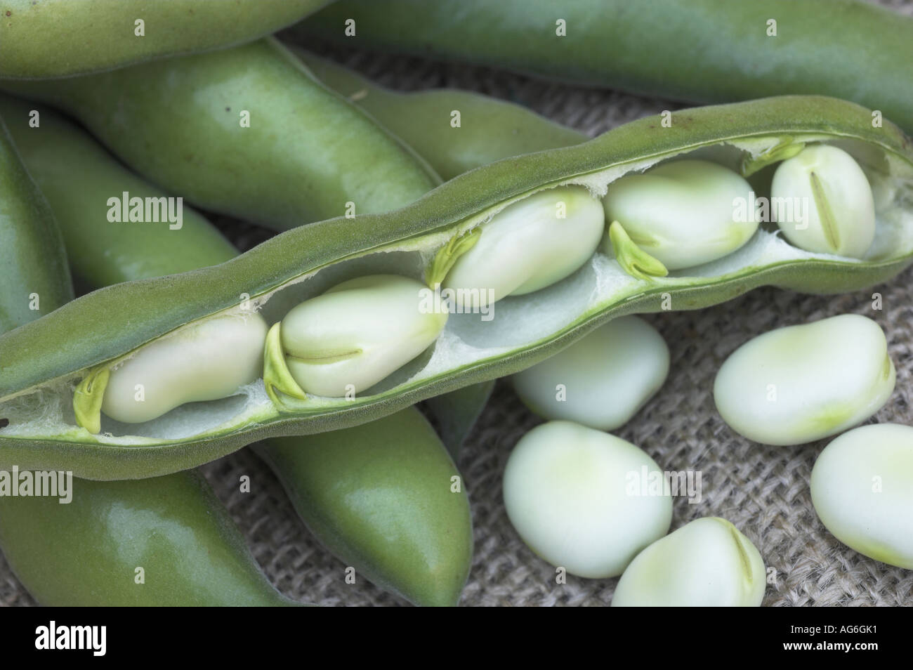 Freshly harvested broad beans showing pod husk and beans Uk June Stock ...