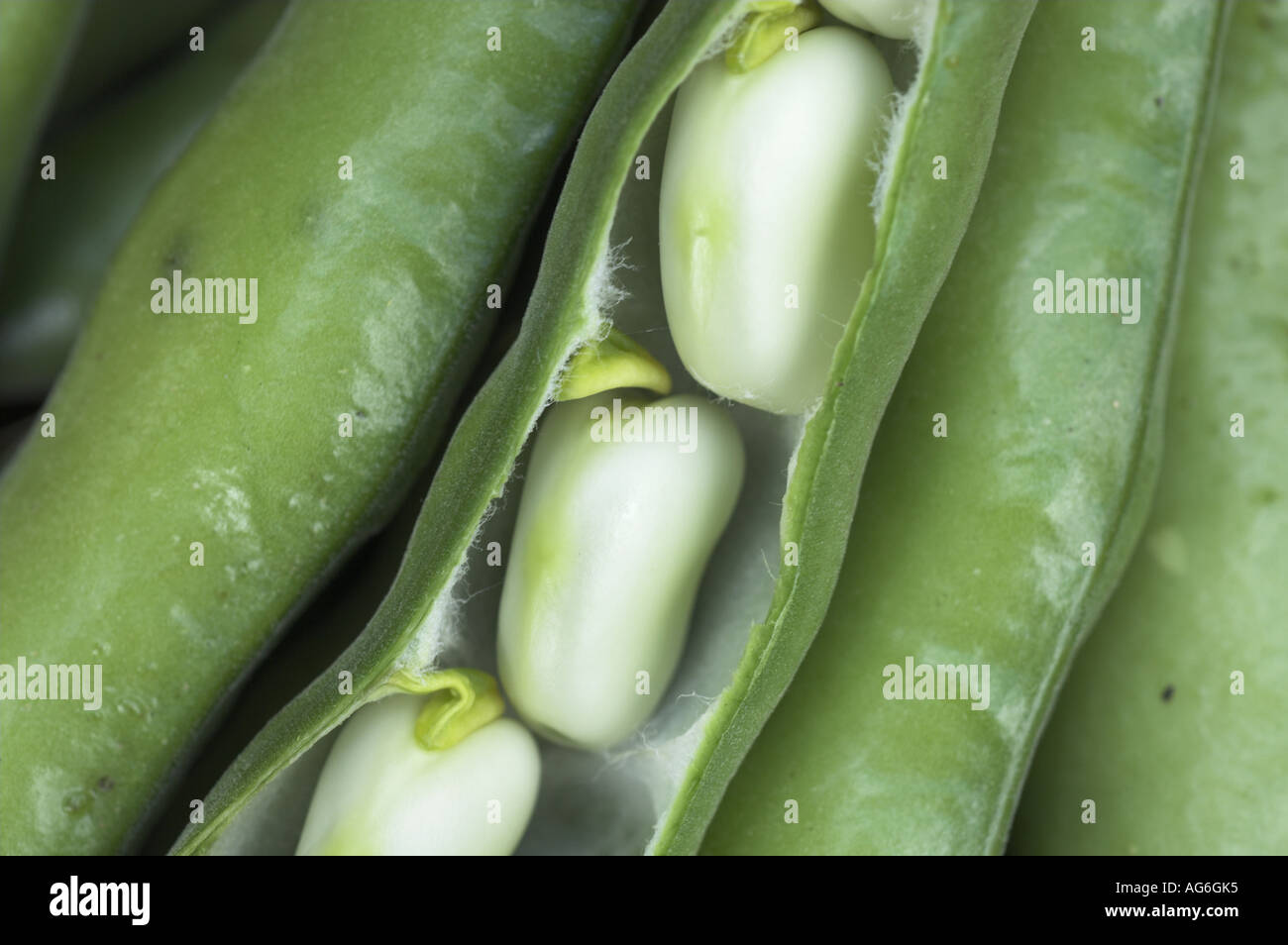 Shelled broad bean husk hi-res stock photography and images - Alamy