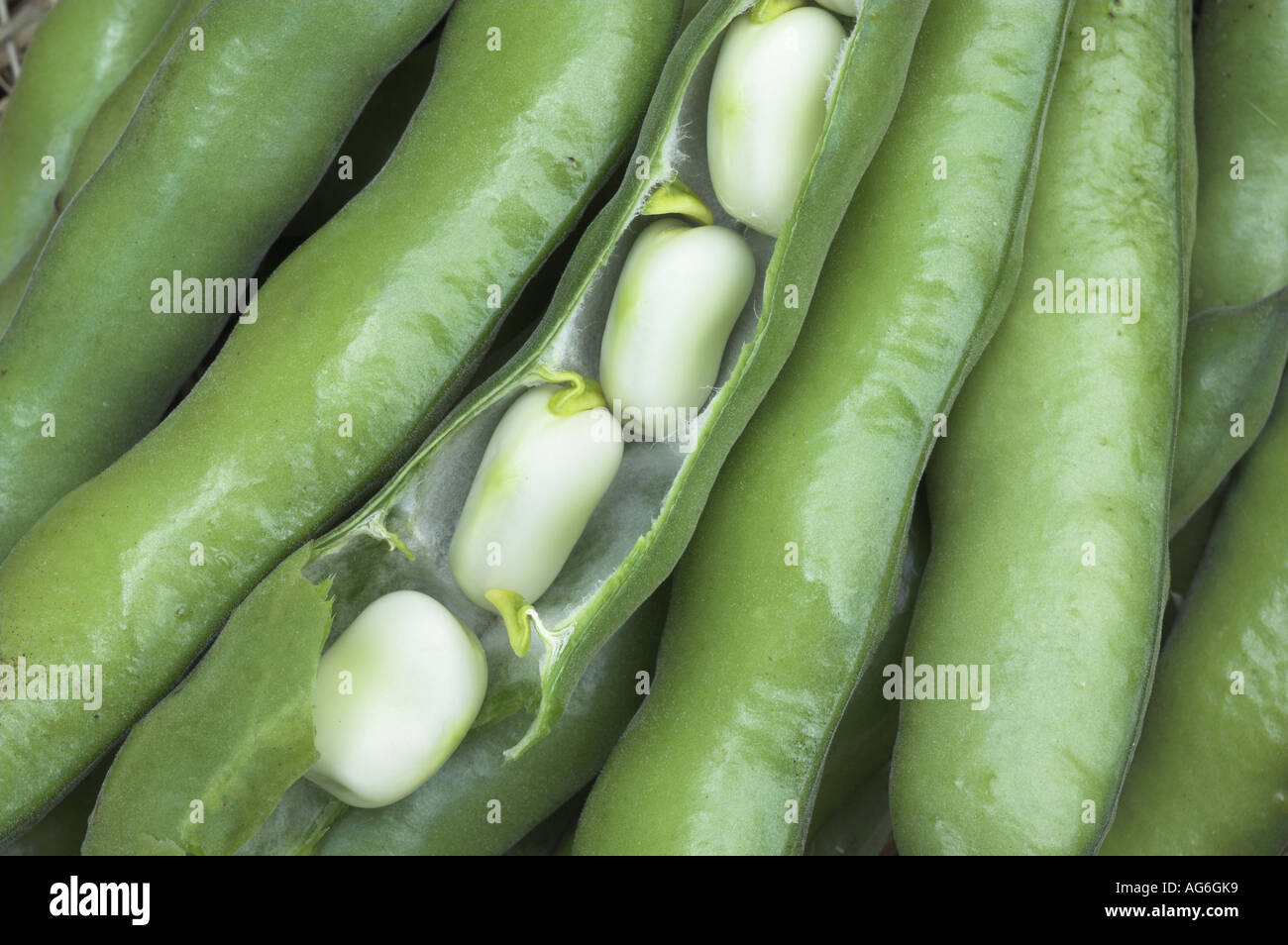 Freshly harvested broad beans showing pod husk and beans Uk June Stock ...