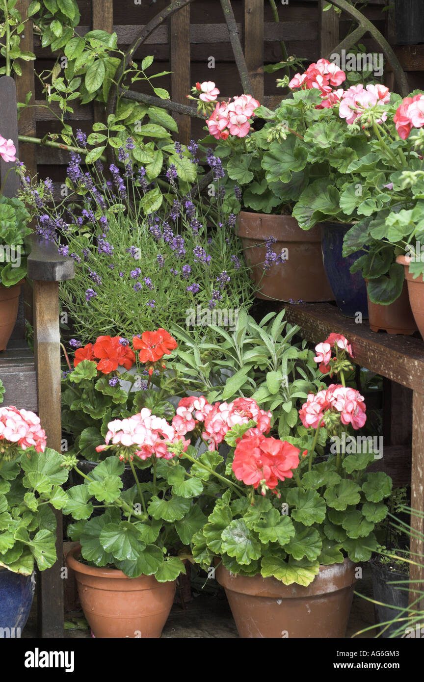 Garden Geraniums in a corner of the garden Norfolk UK July Stock Photo ...