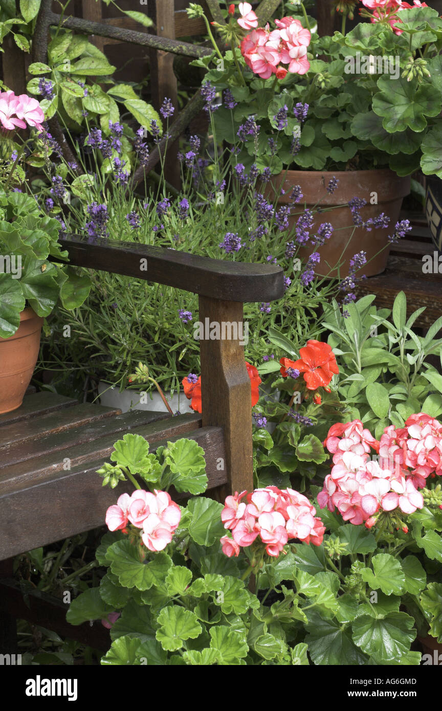 Colour summer display perennial perennial feature color bench hi-res ...