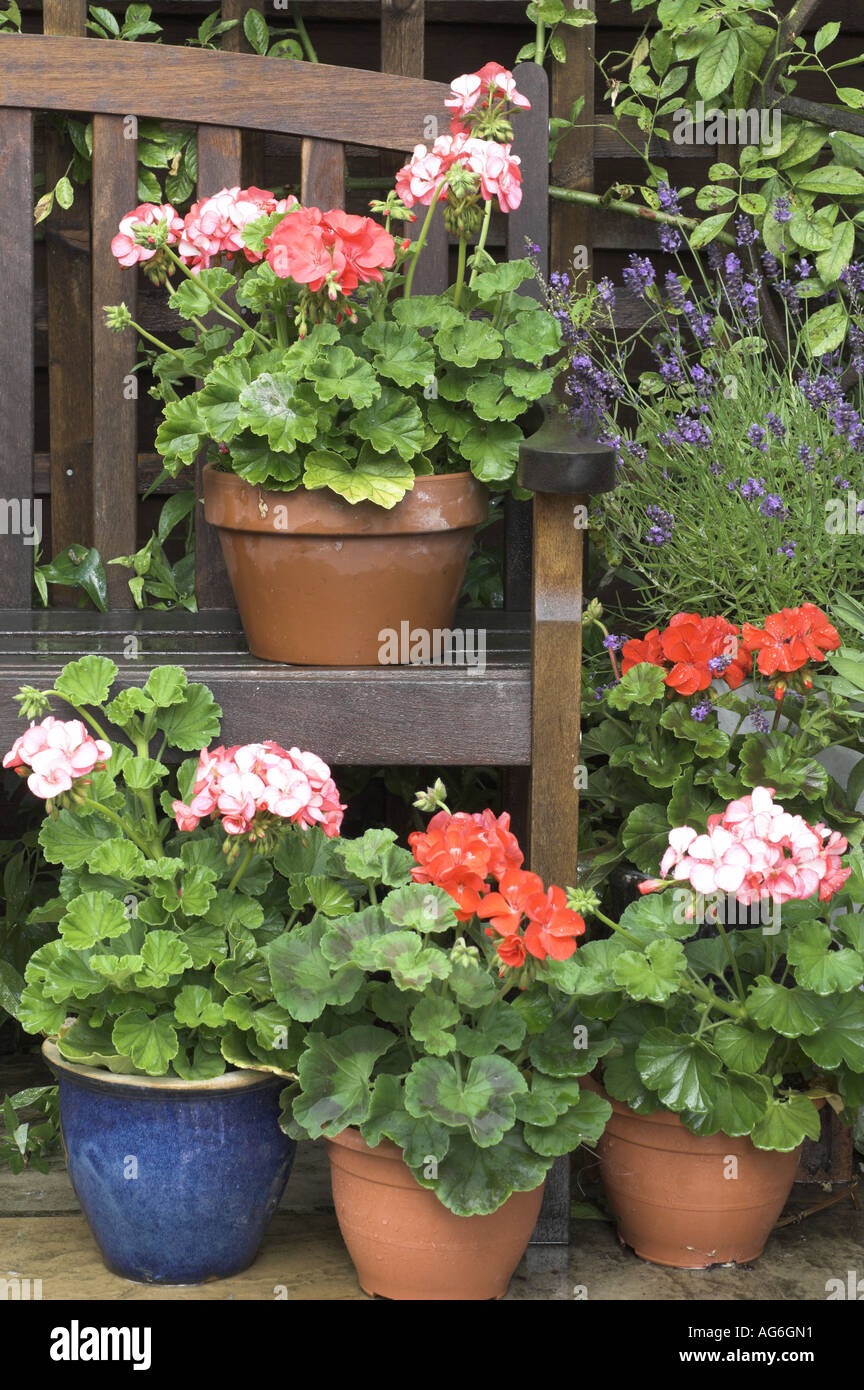 Garden Geraniums in a corner of the garden with garden seat Norfolk UK ...