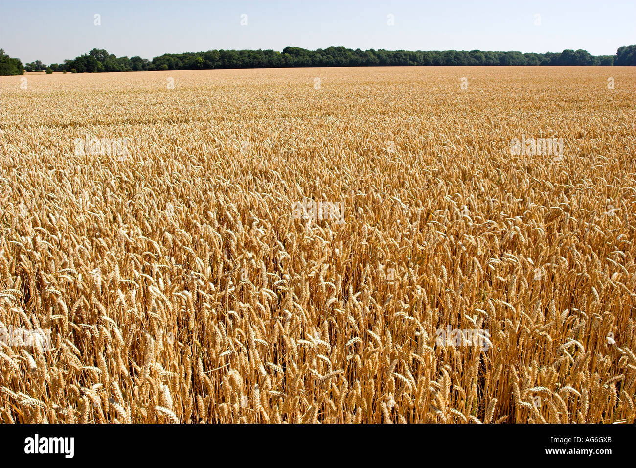 A wheatfield in Hertfordshire ready for harvesting Stock Photo - Alamy