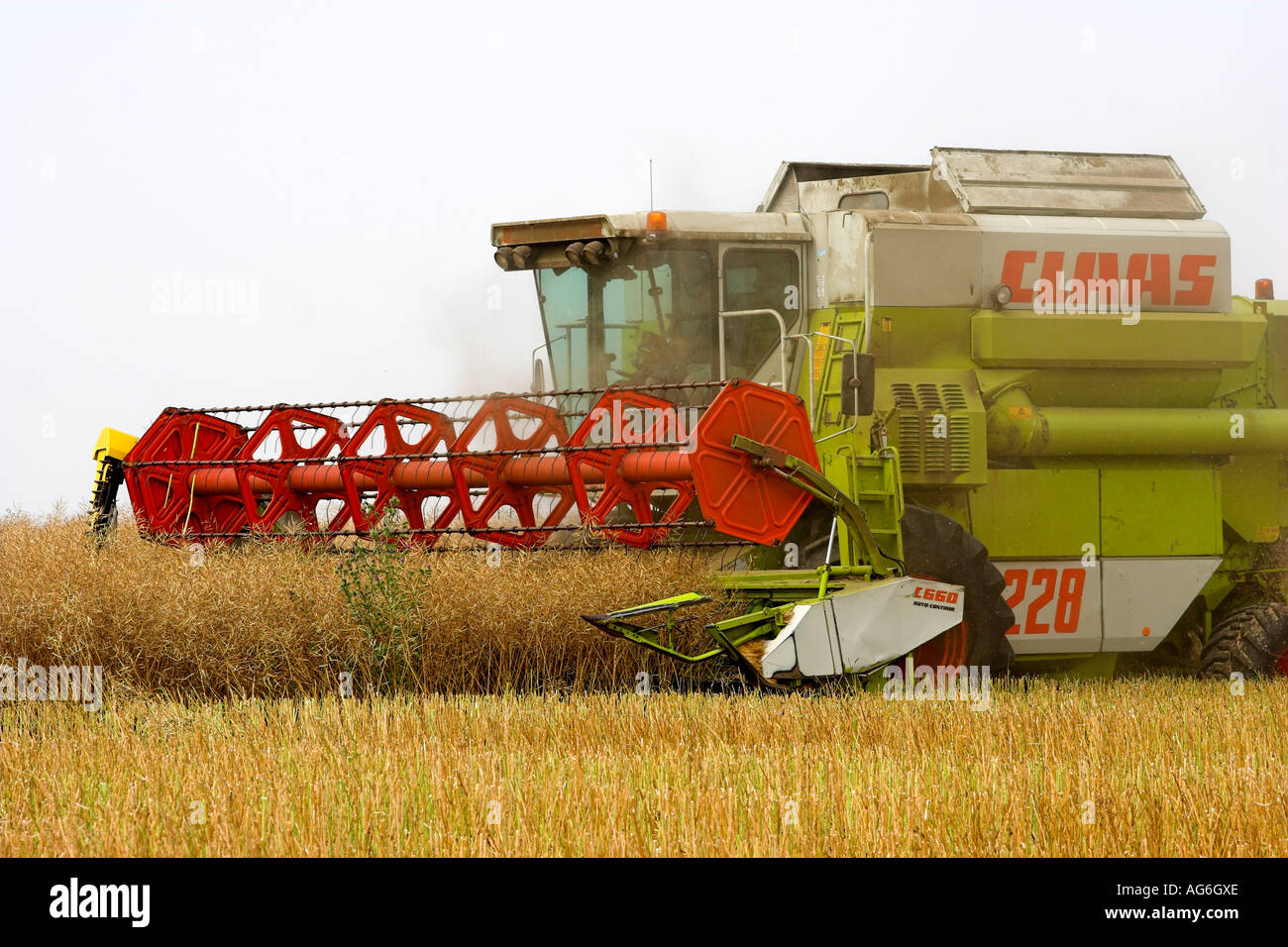 A powerful Claas combine harvester harvesting a field of Rapeseed ...