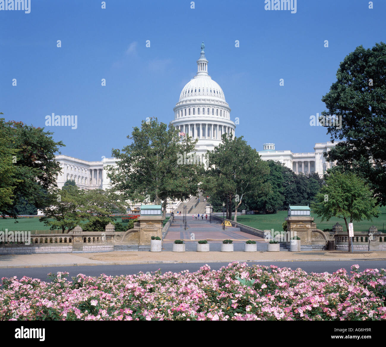 Pink Flowers In Front Of The Capitol Building Stock Photo - Alamy