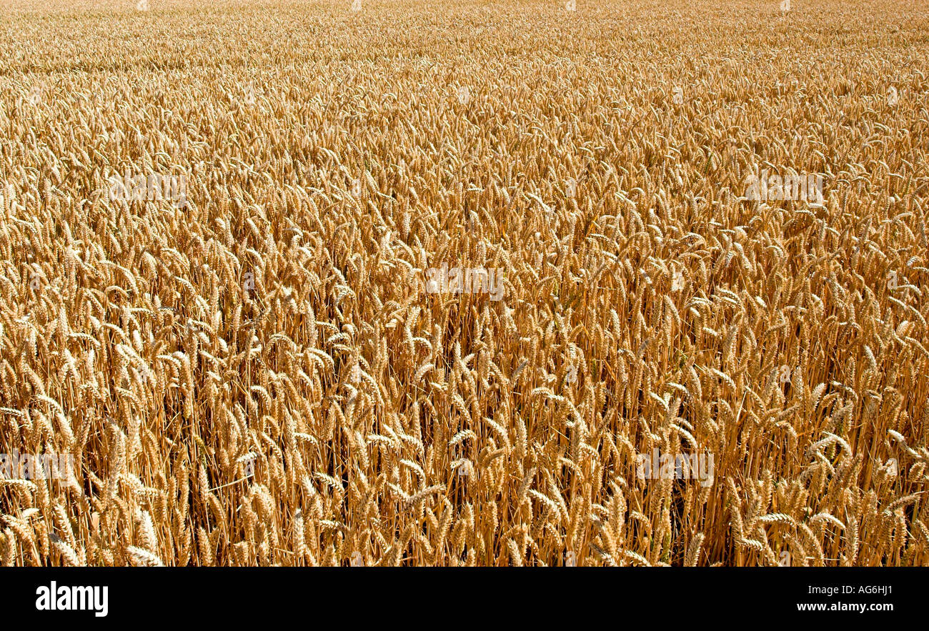 A wheatfield in Hertfordshire ready for harvesting Stock Photo - Alamy