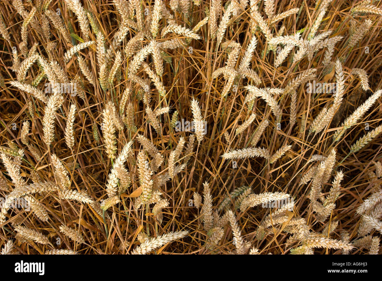 A wheatfield in Hertfordshire ready for harvesting Stock Photo - Alamy